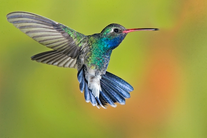 Fun Fact Friday… A Hummingbird’s Wing Flap - West Georgia Eyecare